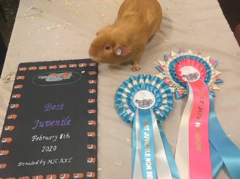 Plymouth Cavy Show 2020 • Meet the Cavies