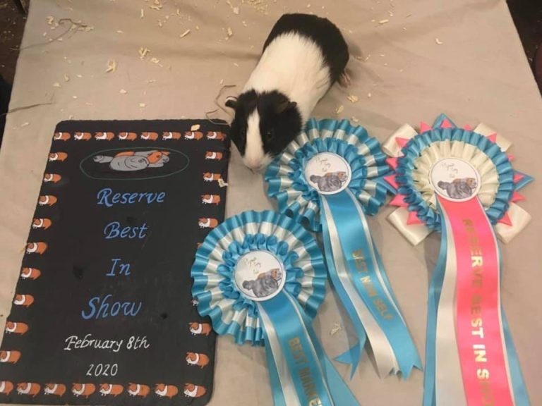 Plymouth Cavy Show 2020 • Meet the Cavies