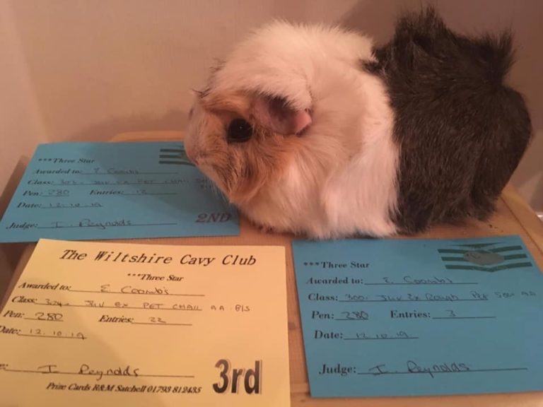 Wiltshire Cavy Show 2019 • Meet the Cavies
